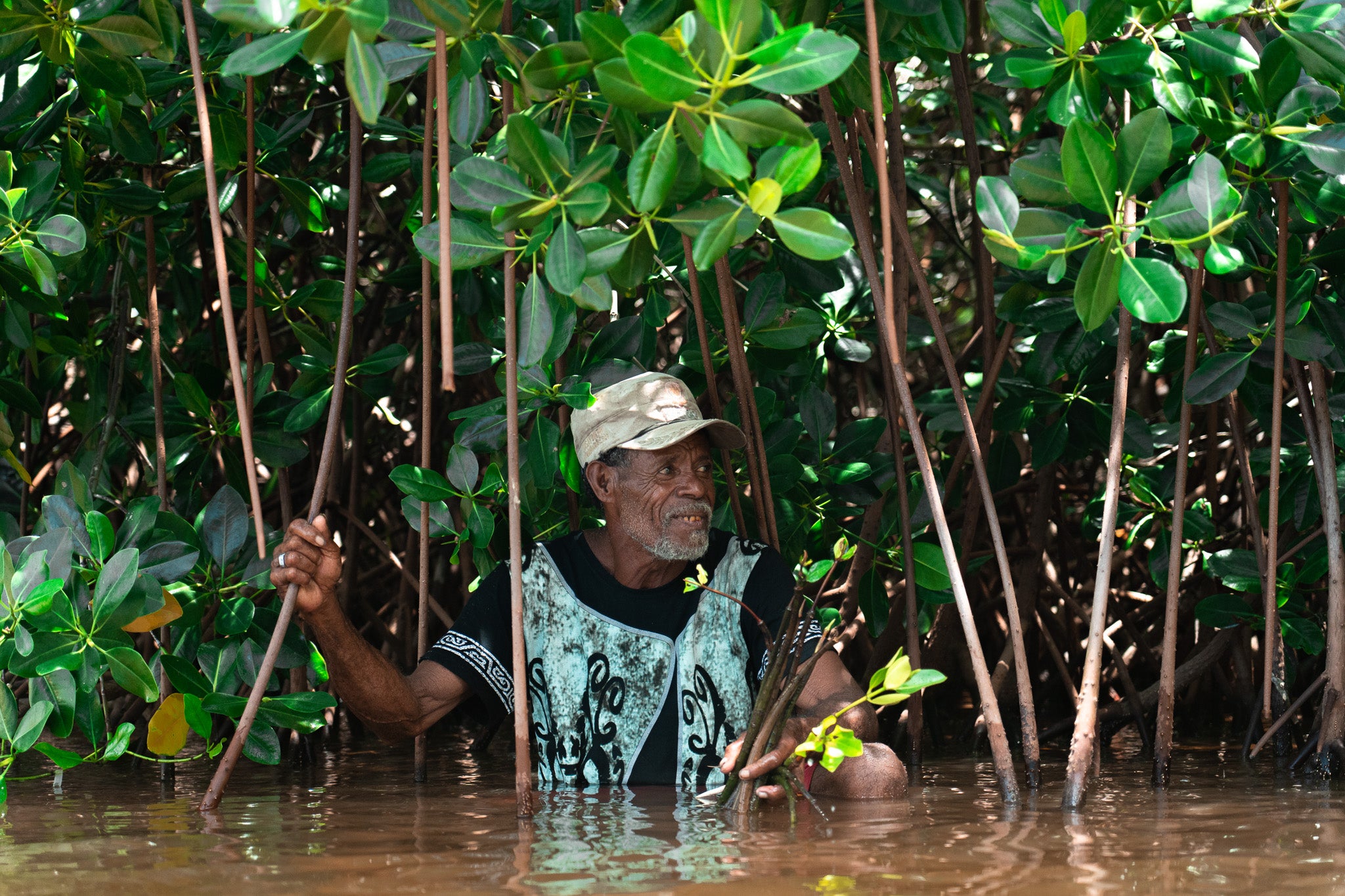 How mangrove forests are fighting climate change – Dryrobe®