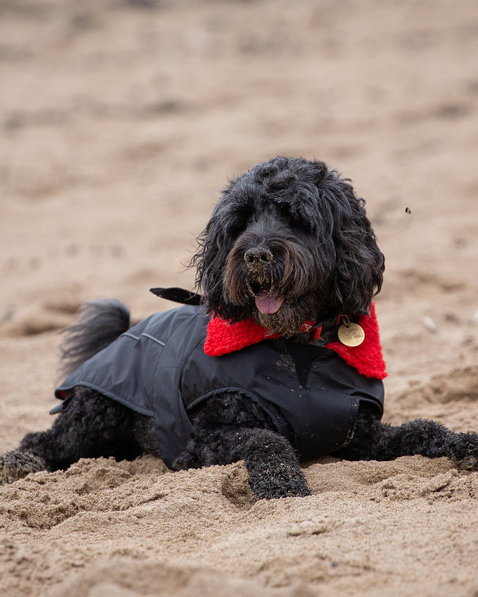 Black Red Dog Coat | Dryrobe®